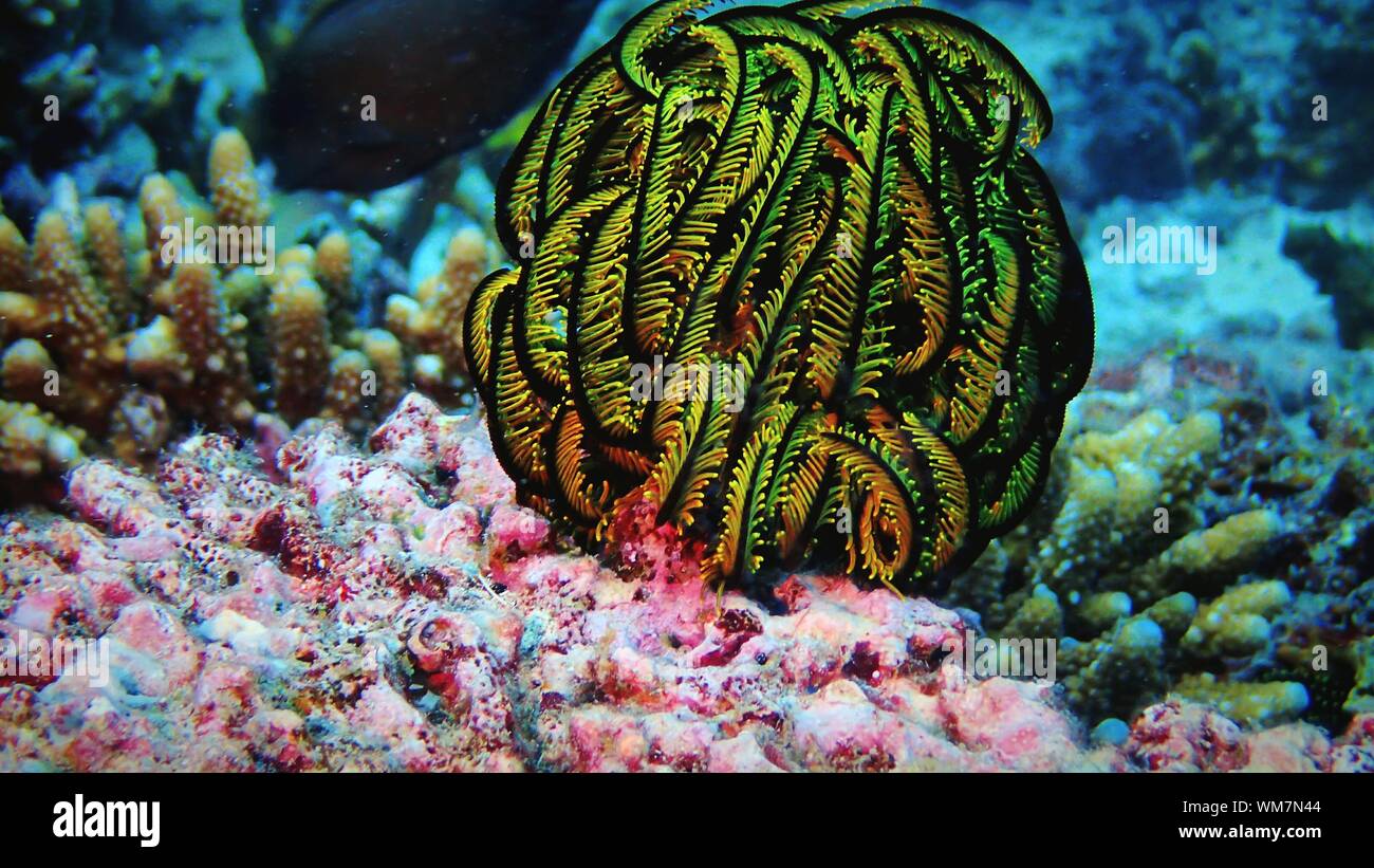 Creatures life hi-res stock photography and images - Alamy
