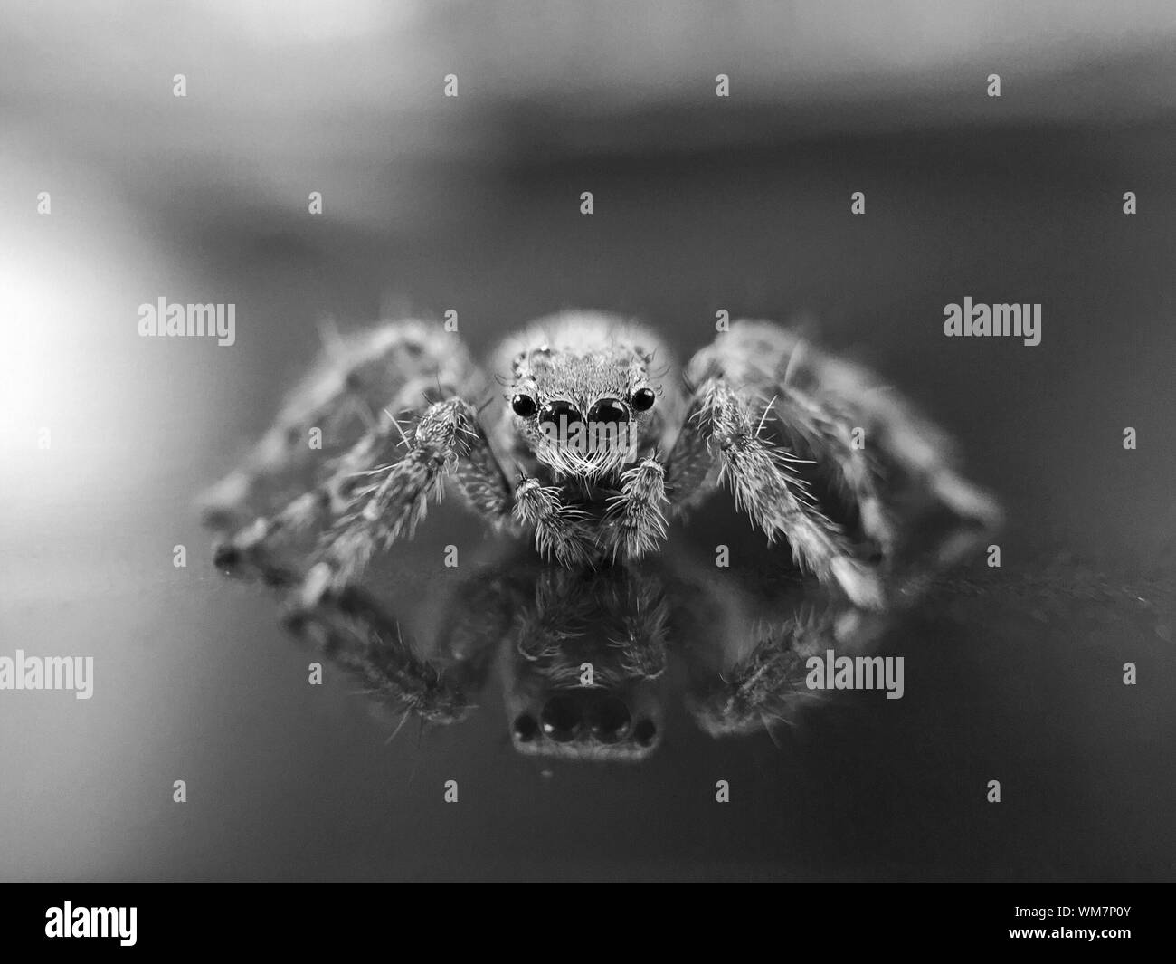Spider camera hi-res stock photography and images - Alamy