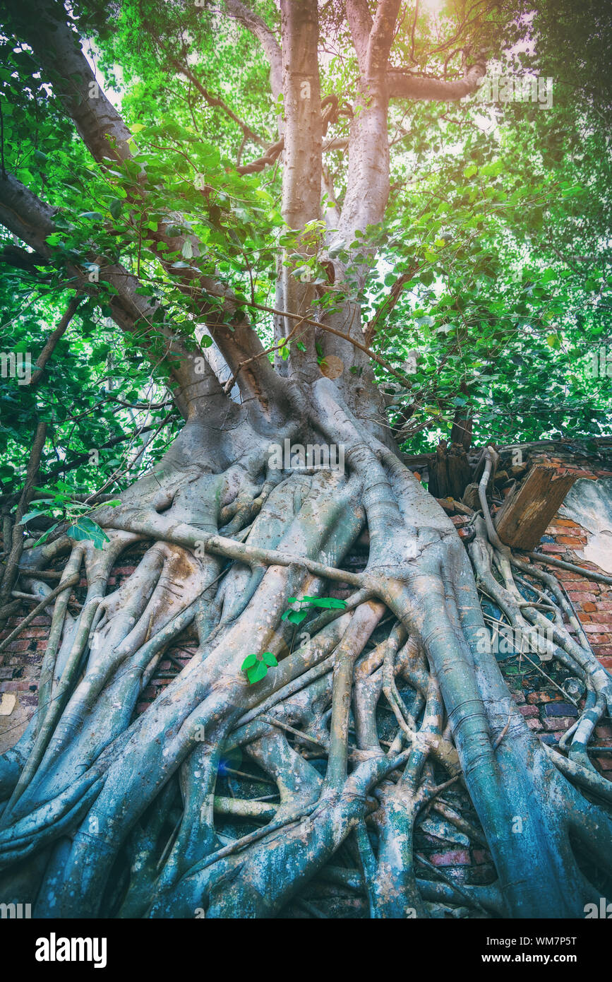 Root of tree growth on old ancient brick wall.Old grunge ruined ...