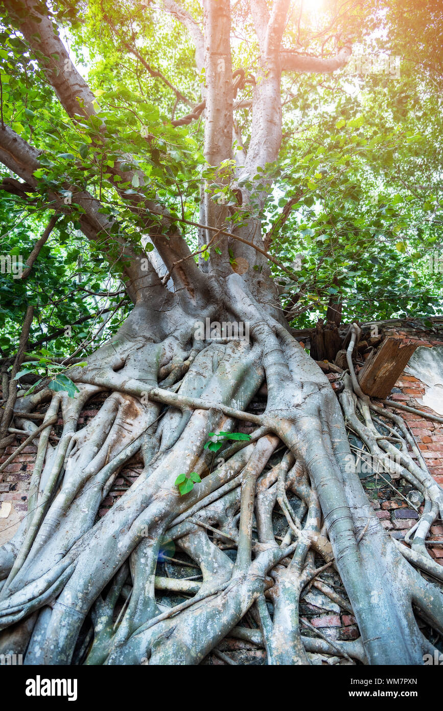 Root of tree growth on old ancient brick wall.Old grunge ruined ...