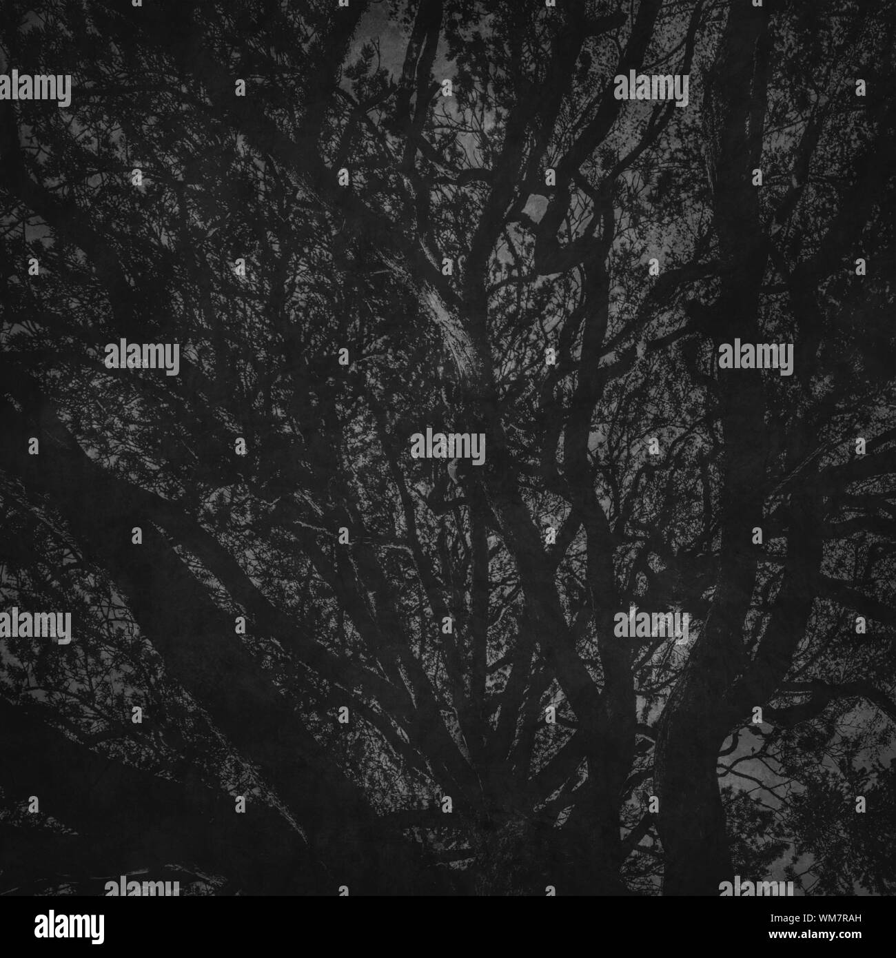 Old grey tree branches Black and White Stock Photos & Images - Alamy