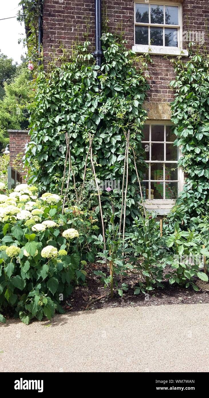Ivy house growing london hi-res stock photography and images - Alamy