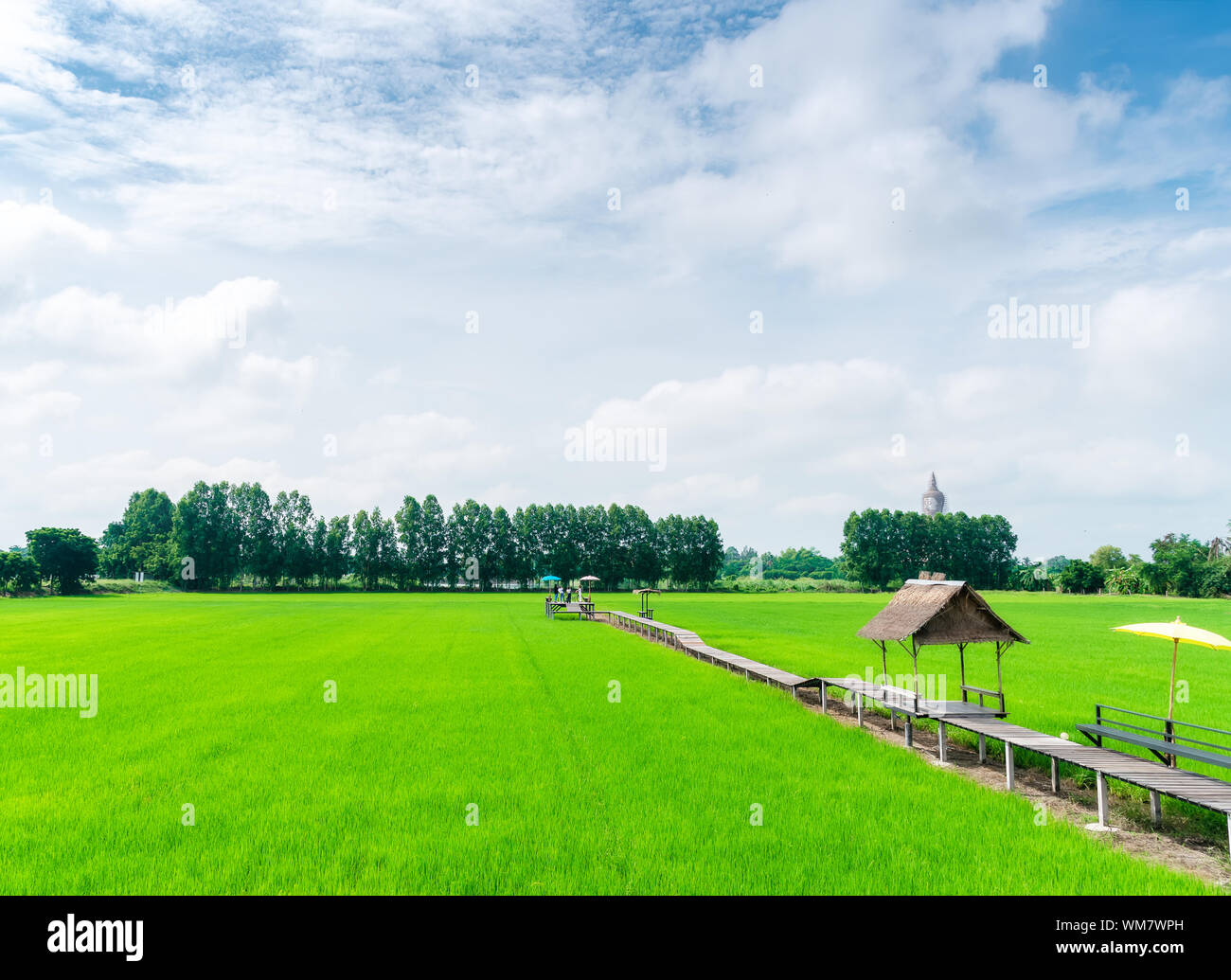 Green nature terraced rice field with wooden walkway .Agriculture rural ...