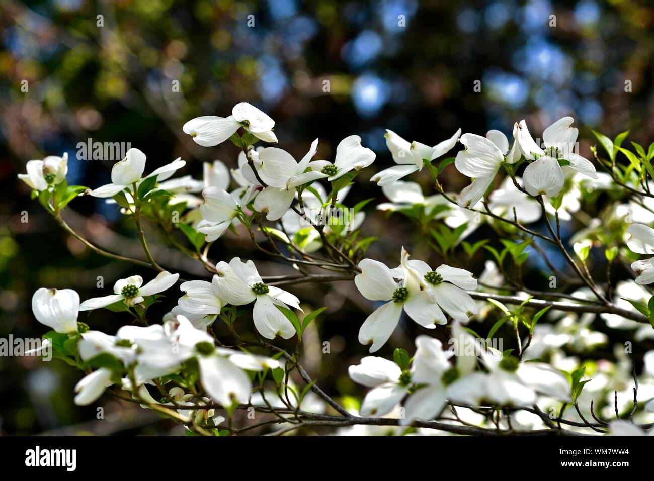 White dogwood hi-res stock photography and images - Alamy