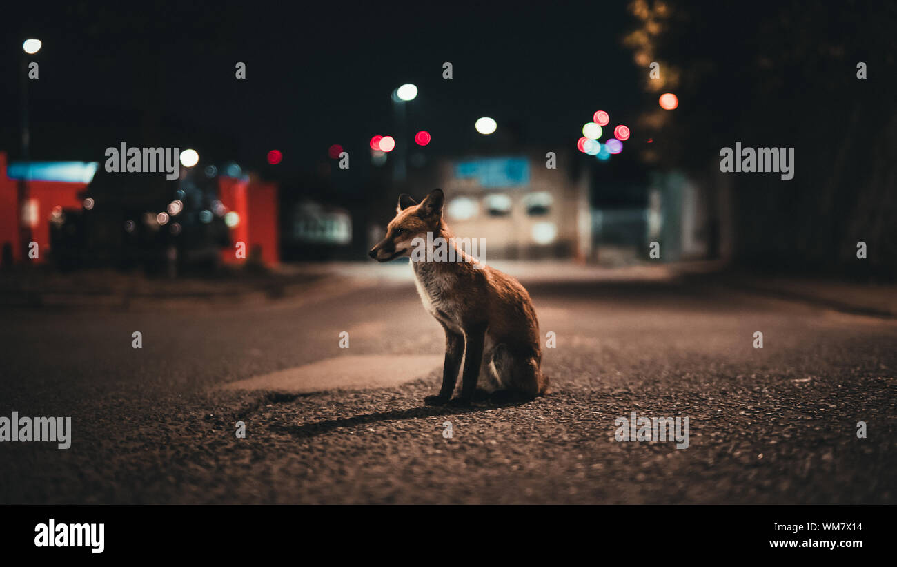 Fox street hi-res stock photography and images - Alamy