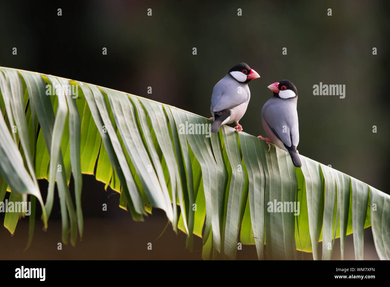Java parrow hi-res stock photography and images - Alamy