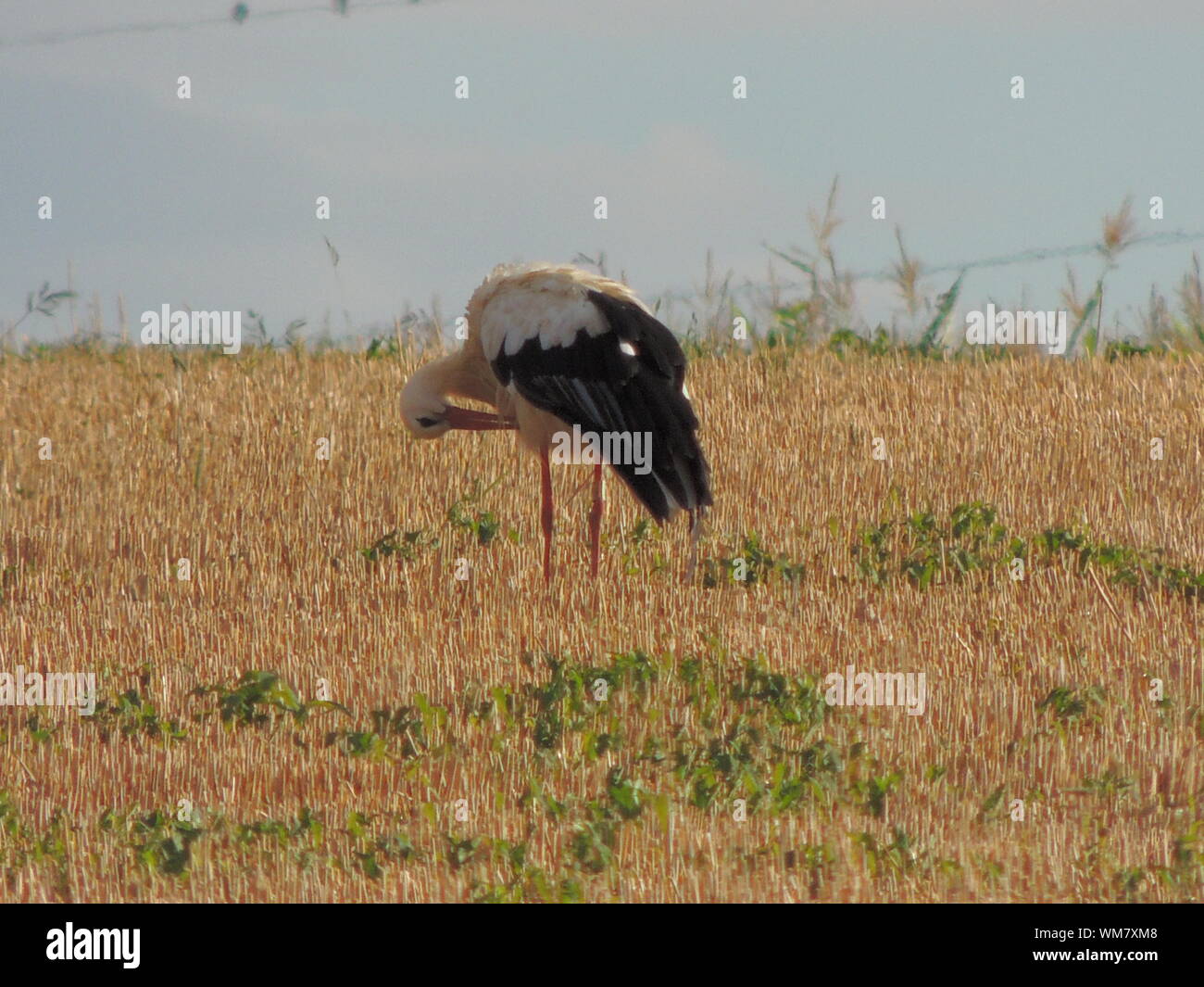 Brown Stork High Resolution Stock Photography and Images - Alamy