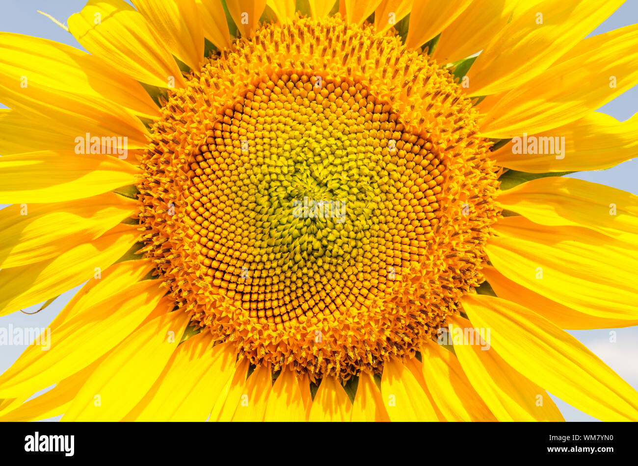 Central part head garden hi-res stock photography and images - Alamy