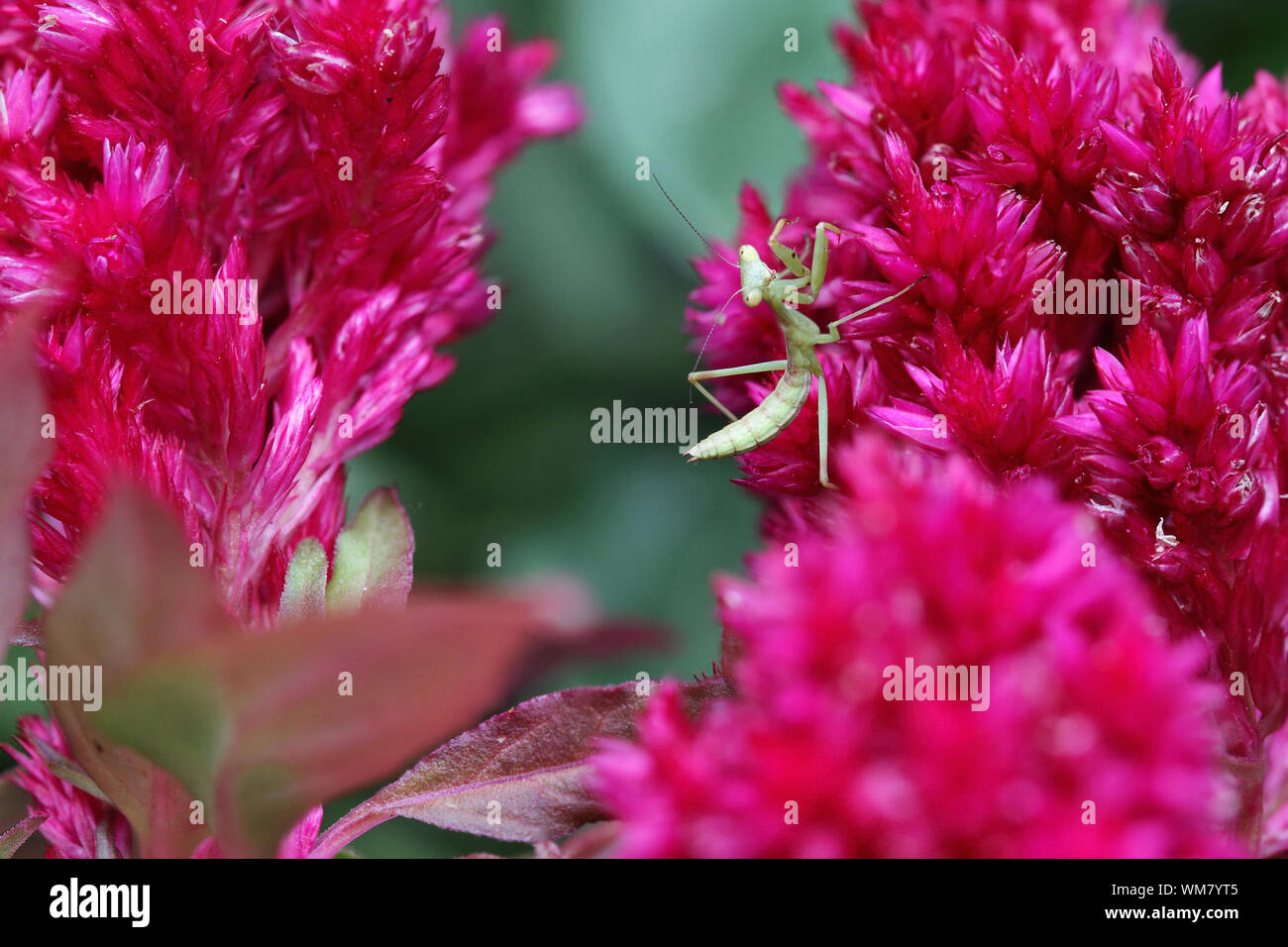 Baby Praying Mantis in a flower garden Stock Photo - Alamy