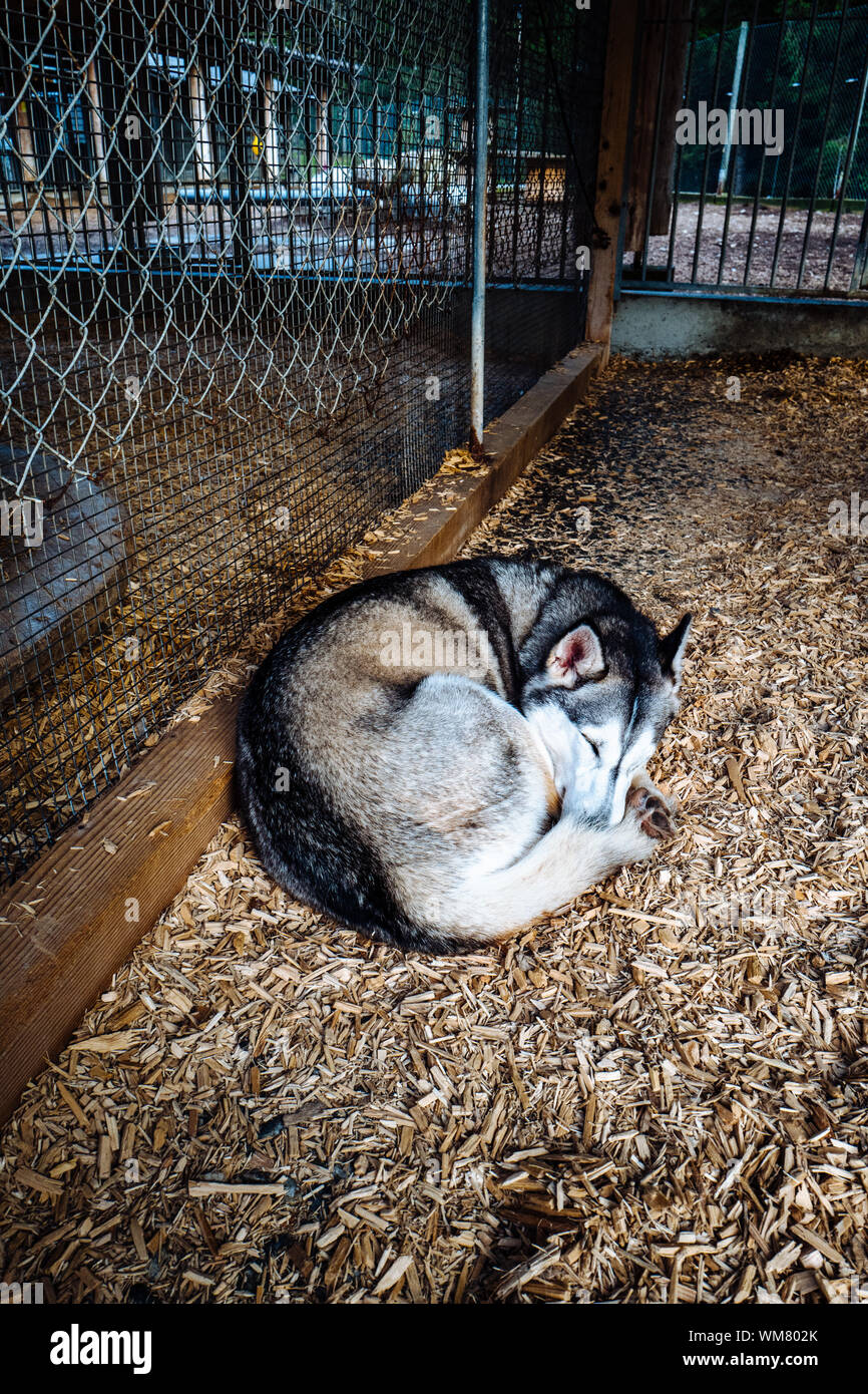 Sleeping farm animals hi-res stock photography and images - Alamy