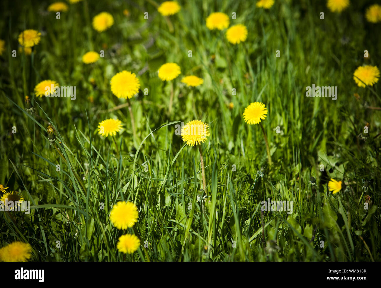 Field with dandelions Stock Photo - Alamy