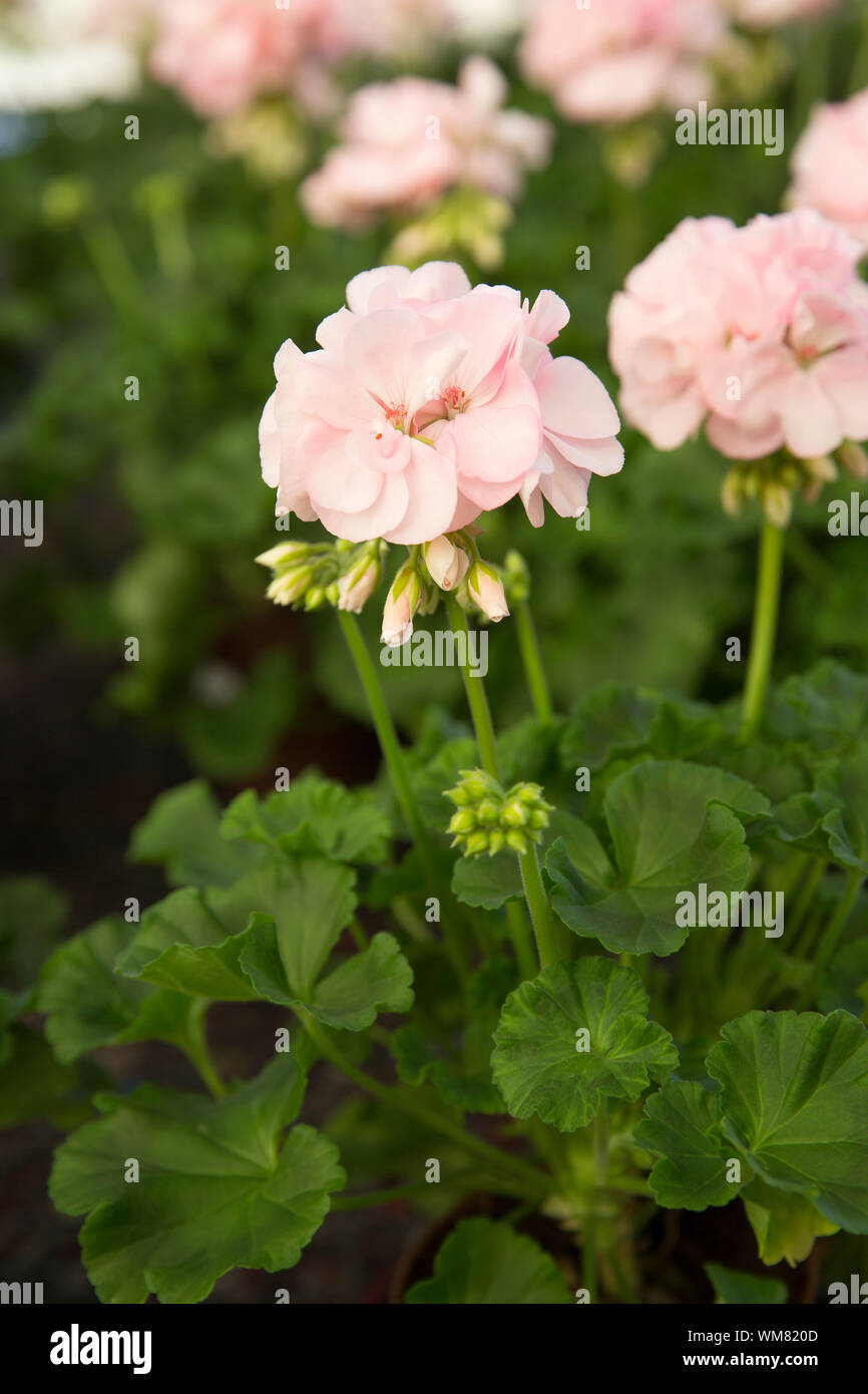 Fabricated flowers hi-res stock photography and images - Alamy