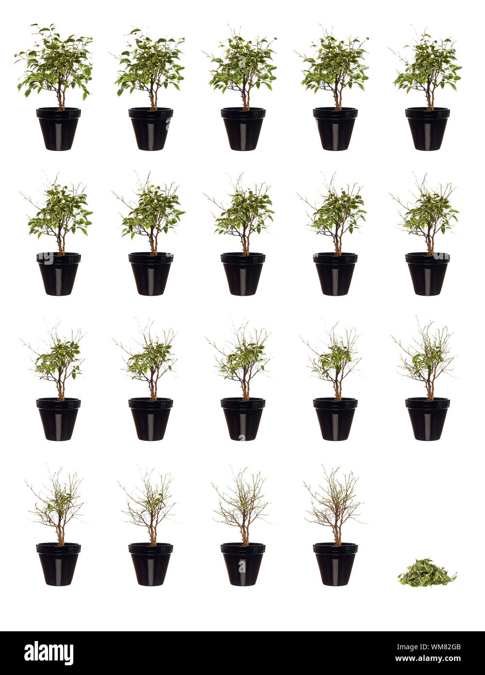 20 pictures of a potted plant in progress Stock Photo - Alamy