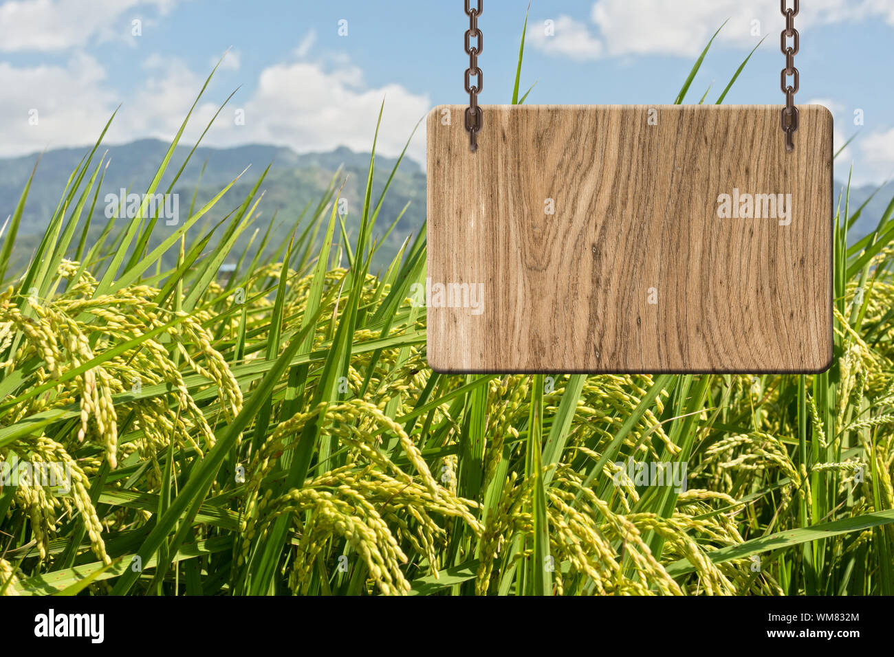 Blank wooden sign on field of paddy farm. Concept of rural, idyllic ...