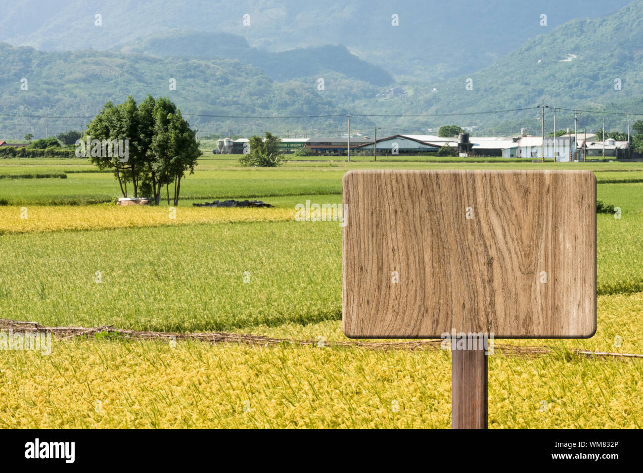 Blank wooden sign on field of paddy farm. Concept of rural, idyllic ...