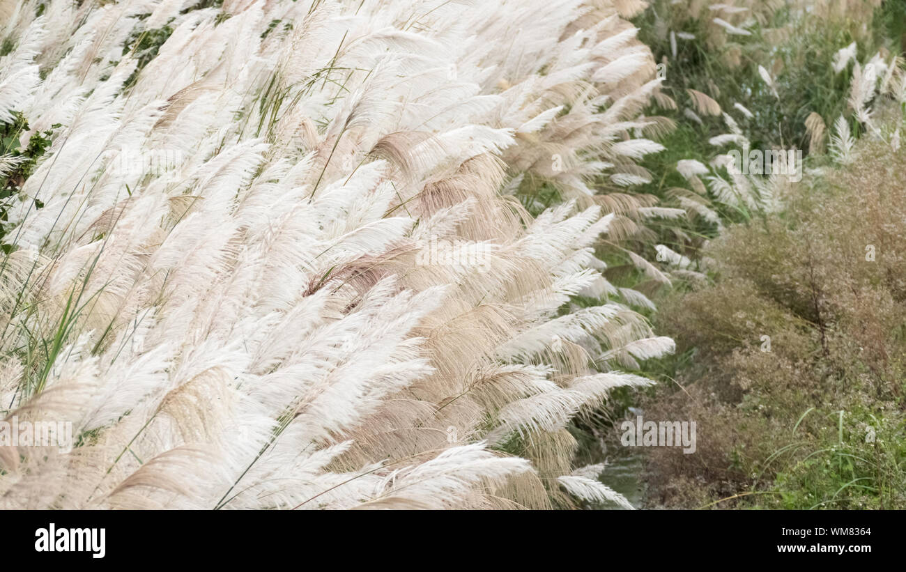 Wind blowing in the reed in a cloudy day Stock Photo - Alamy