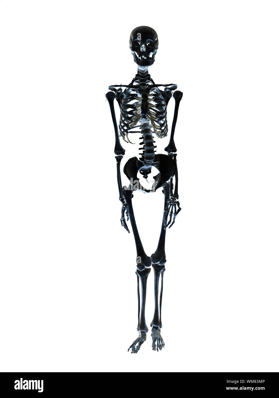 Black skeleton towards white background Stock Photo - Alamy