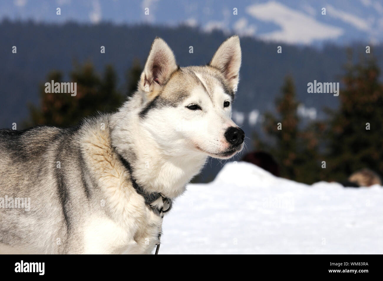 Siberian Husky in the snow Stock Photo - Alamy