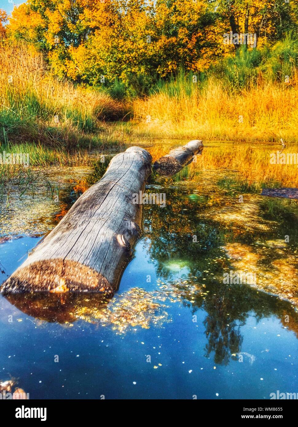 Log Floating In Water High Resolution Stock Photography and Images - Alamy