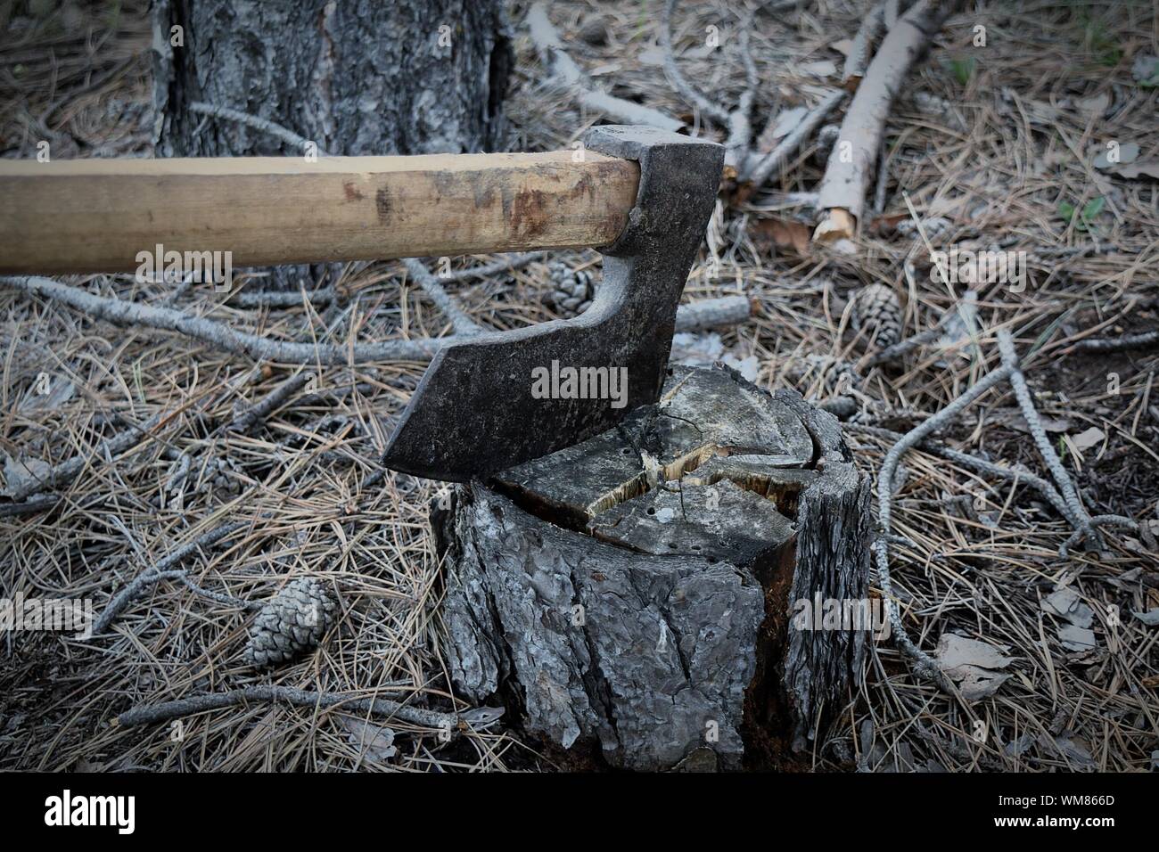 Stump work hi-res stock photography and images - Alamy