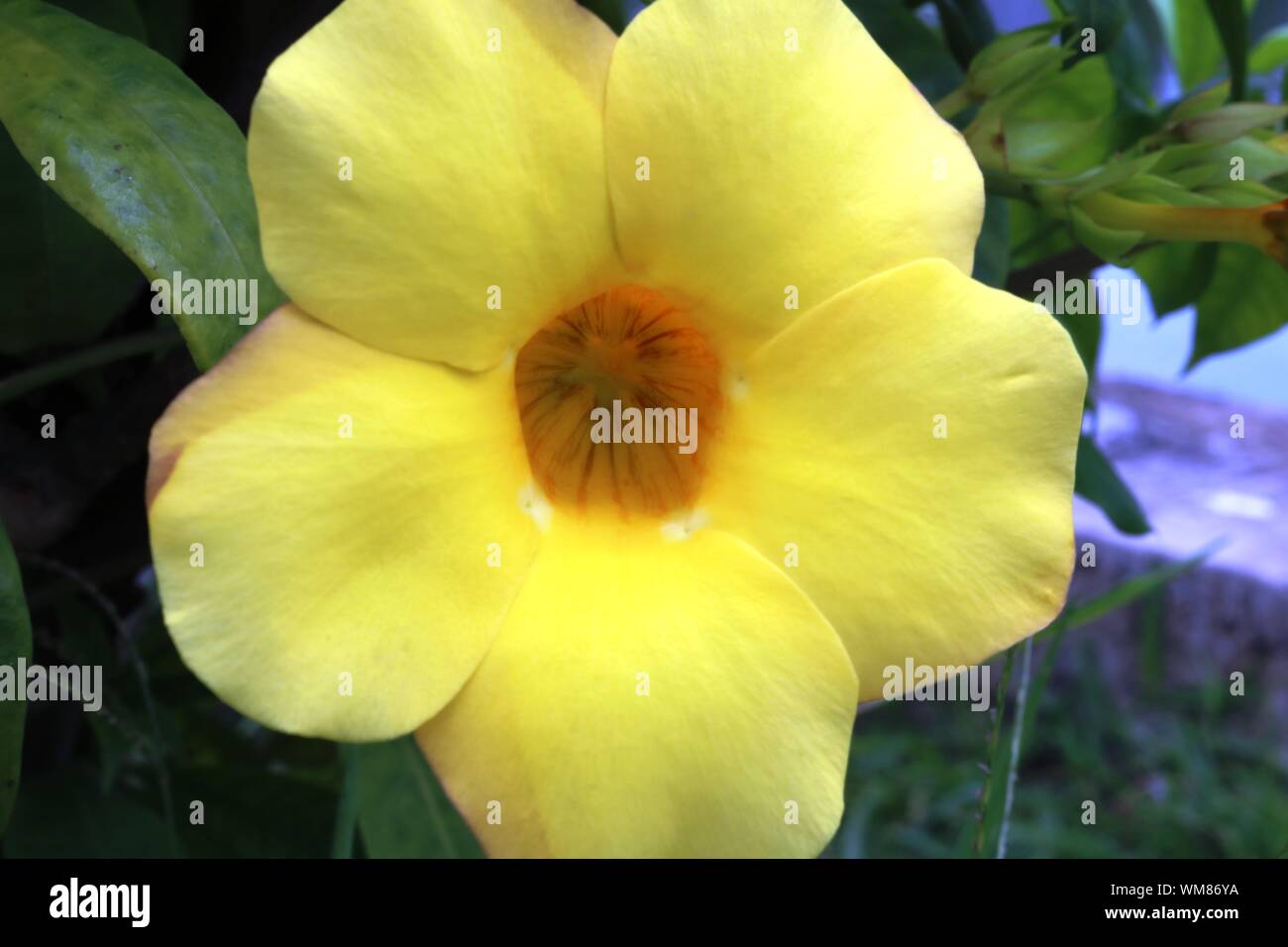 Damiana tree hi-res stock photography and images - Alamy