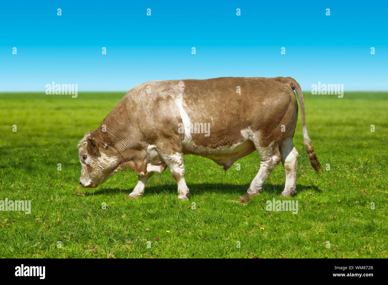 A photography of a big bull cow Stock Photo - Alamy