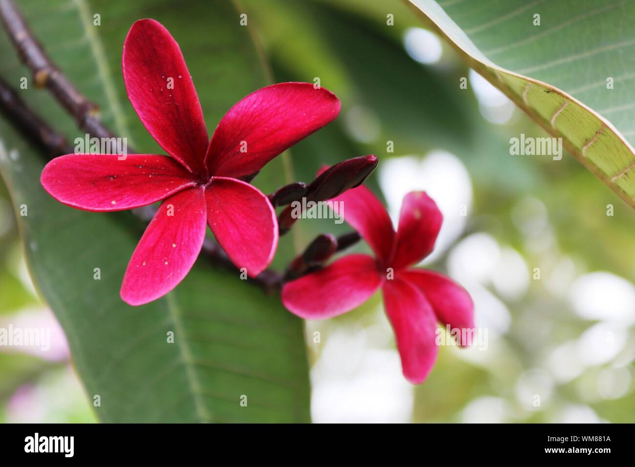 Maroon frangipani flower Maroon plumeria flower blooming Stock Photo ...
