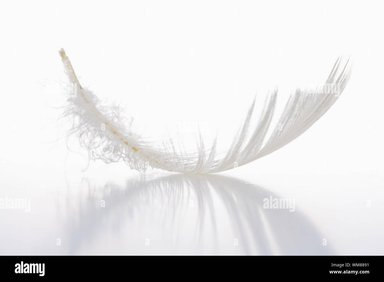 single white feather isolated on white background with reflection Stock ...