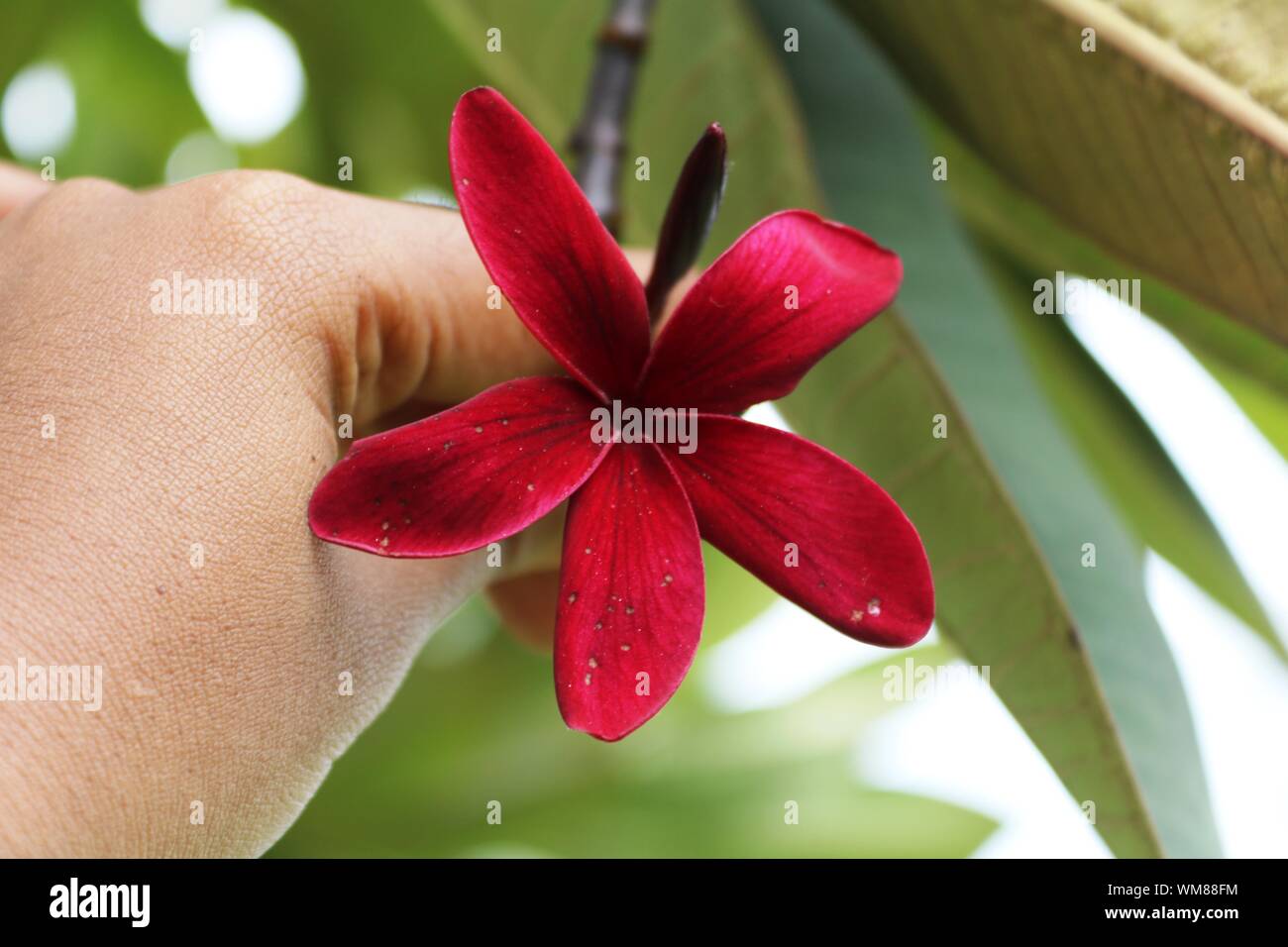 Maroon frangipani flower Maroon plumeria flower blooming Stock Photo ...