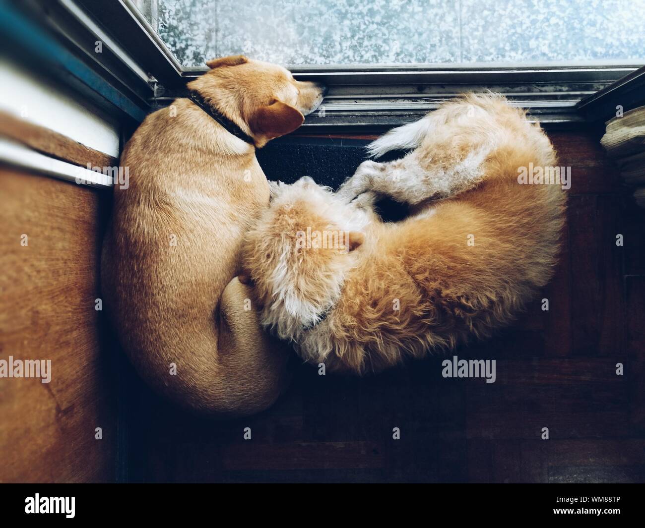 Top view dogs hi-res stock photography and images - Alamy