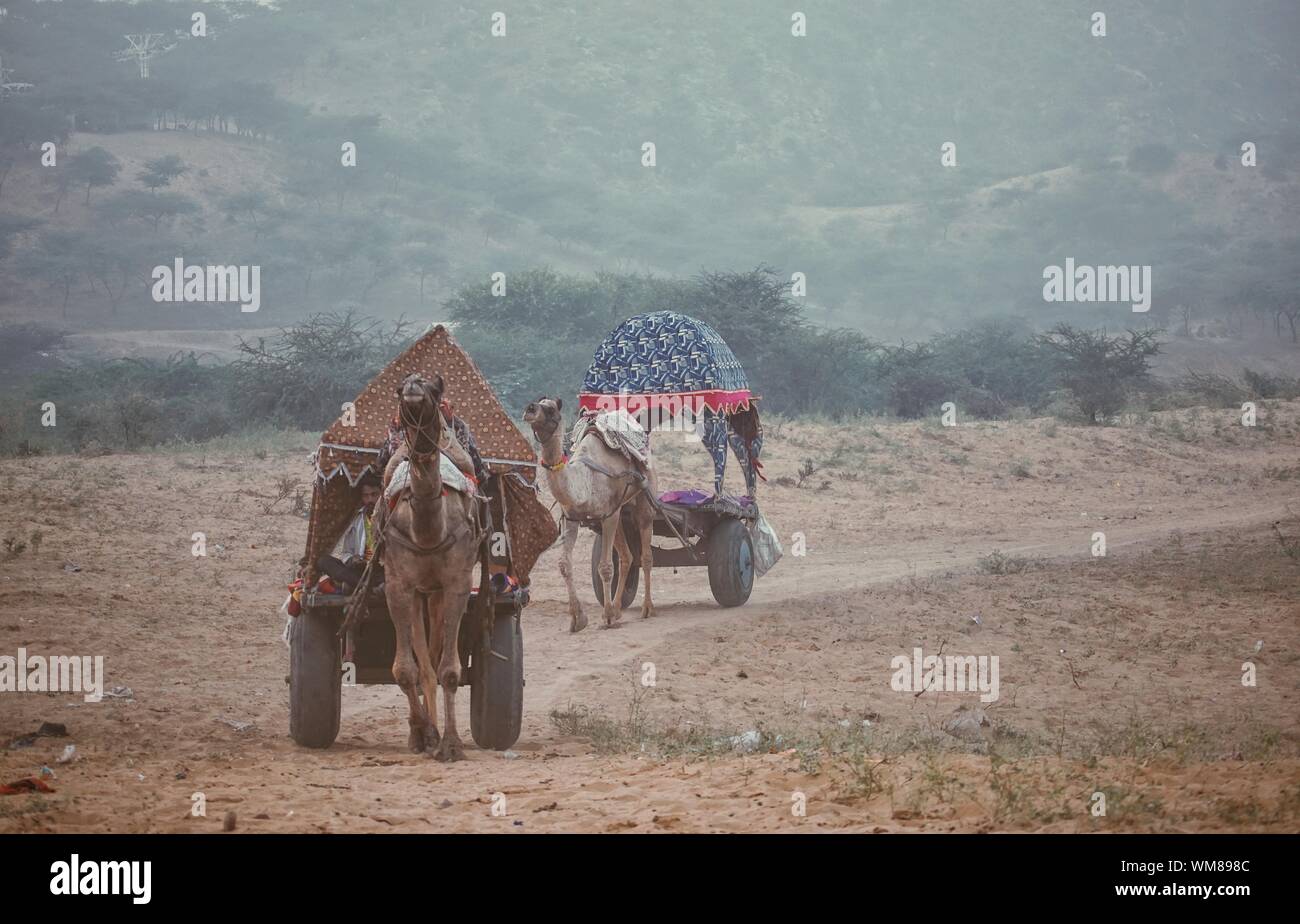 Camel carts hi-res stock photography and images - Alamy