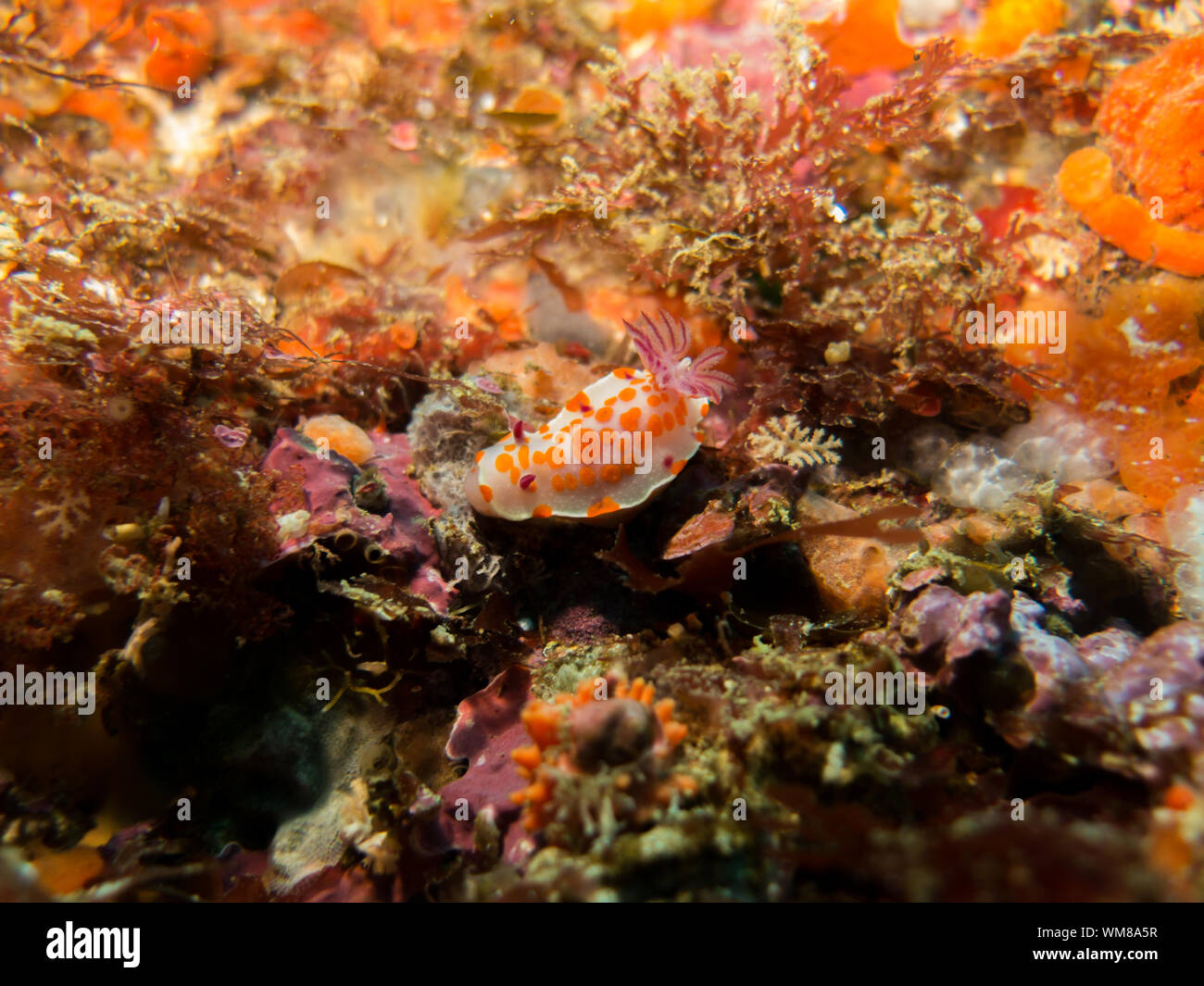 Swimming slug hi-res stock photography and images - Alamy