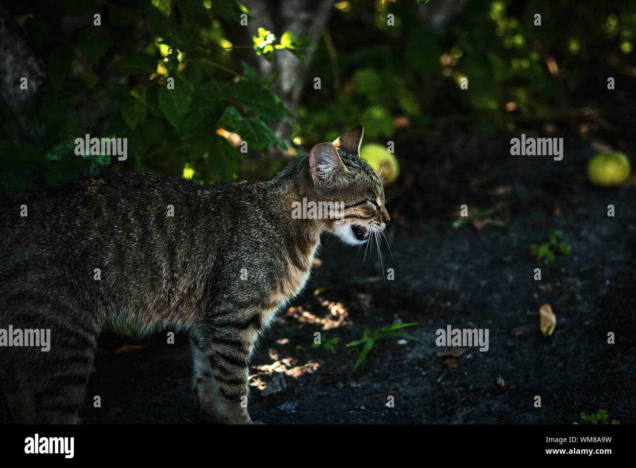 Cat profile side view standing hi-res stock photography and images - Alamy