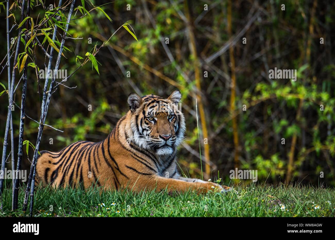 Resting tiger hi-res stock photography and images - Alamy