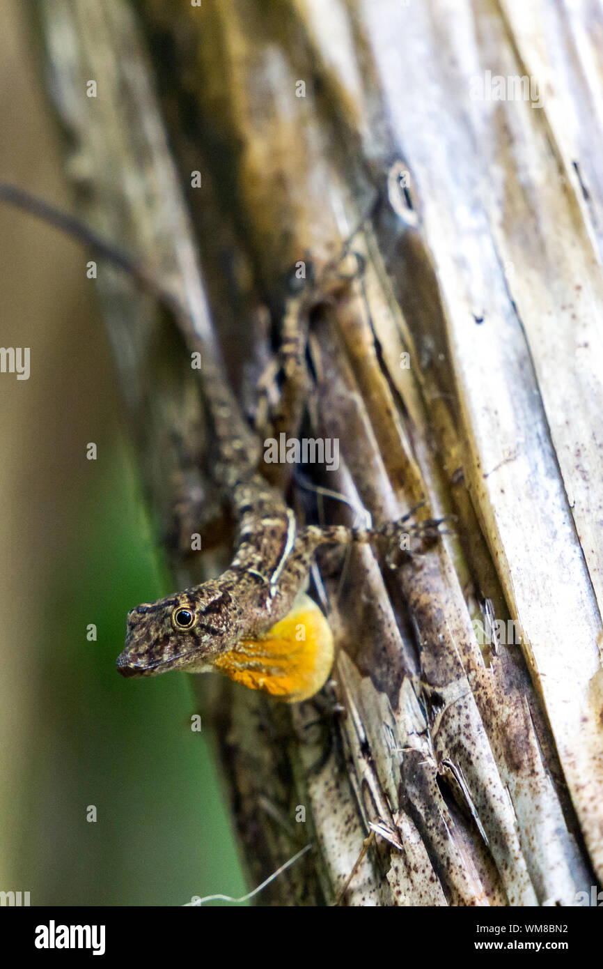 Many-scaled Anole or Golfo Dulce Anole, Wild in Costa Rica Jungle Stock ...