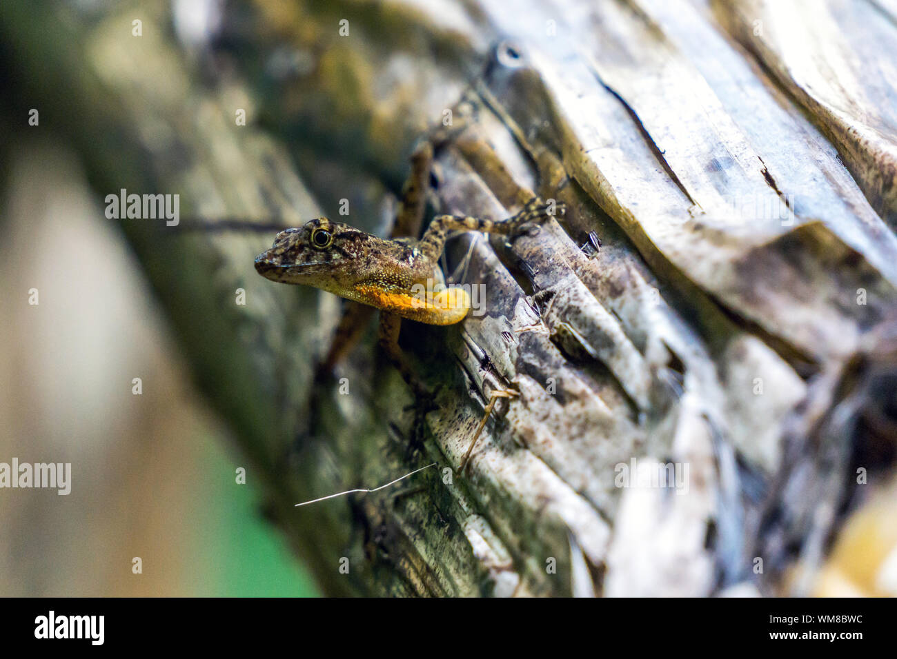 Many-scaled Anole or Golfo Dulce Anole, Wild in Costa Rica Jungle Stock ...