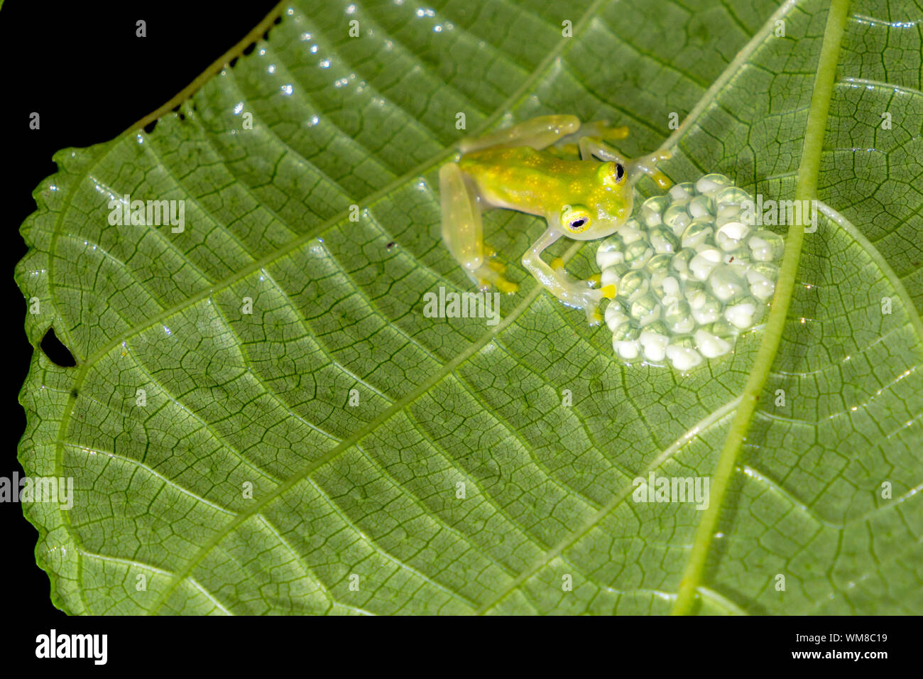 Tree frog eggs hi-res stock photography and images - Alamy