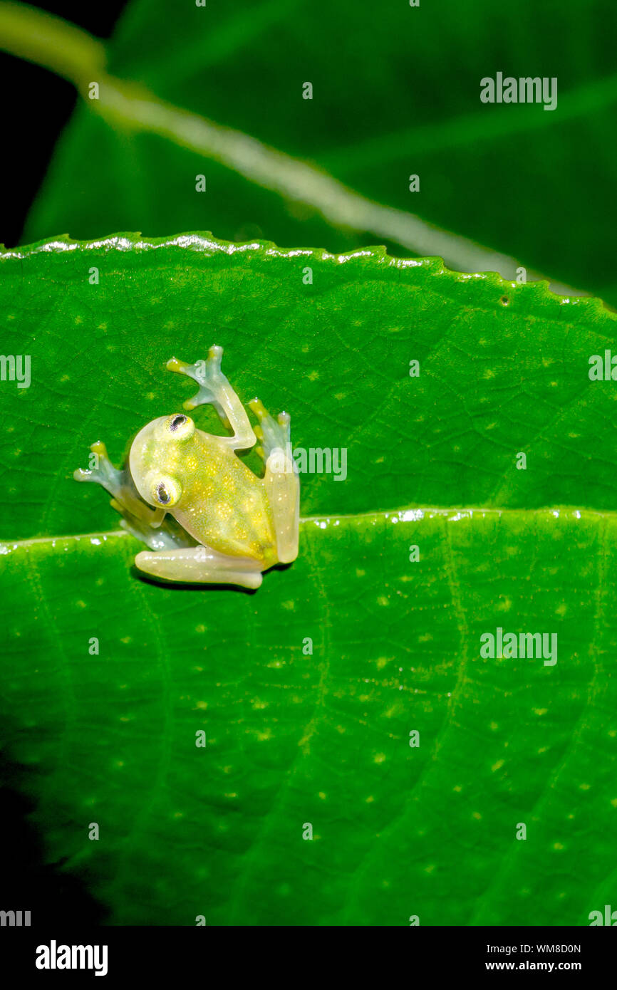Reticulated Glass Frog - Costa Rica Wildlife Stock Photo - Alamy