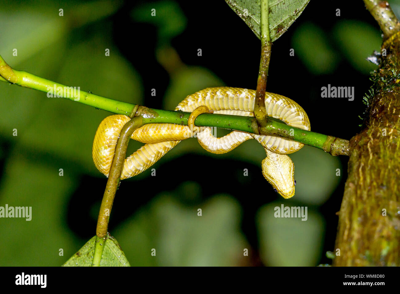 Eyelash Viper Snake in Wild, Costa Rica - Underbelly and Scales ...