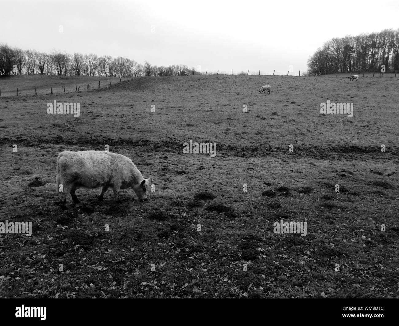 Winter grazing sheep hi-res stock photography and images - Alamy