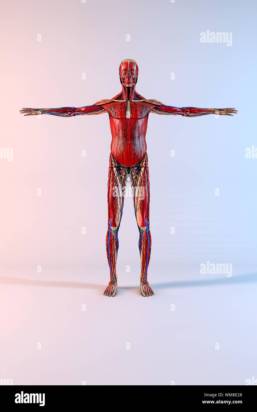 Human complete internal organs anatomy hi-res stock photography and ...