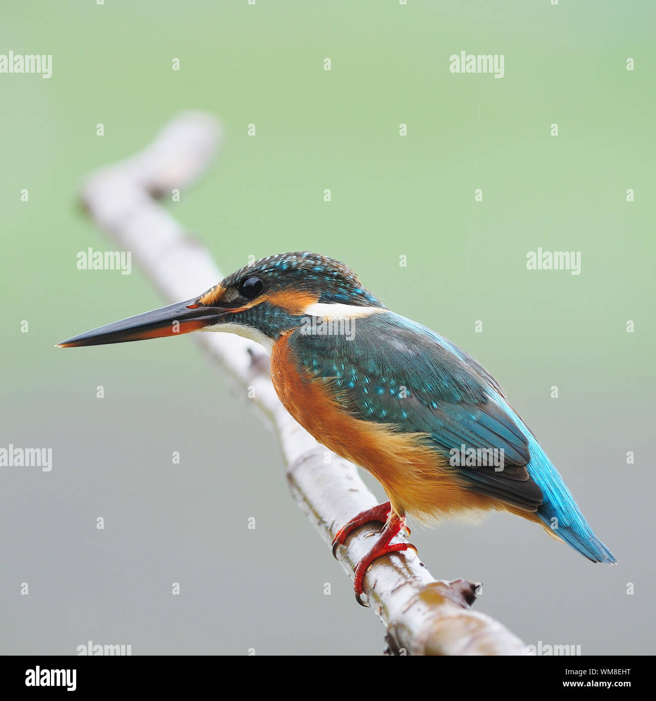 Colorful Kingfisher bird, female Common Kingfisher (Alcedo athis ...