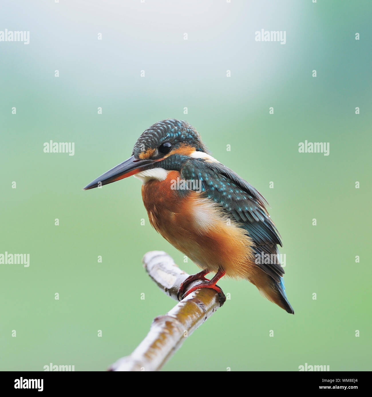 Colorful Kingfisher bird, female Common Kingfisher (Alcedo athis ...