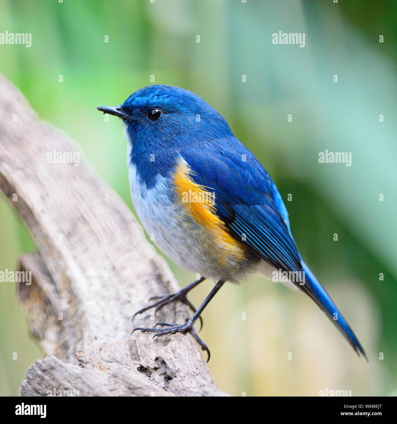 Blue bird, male Himalayan Bluetail (Tarsiger rufilatus), standing on ...