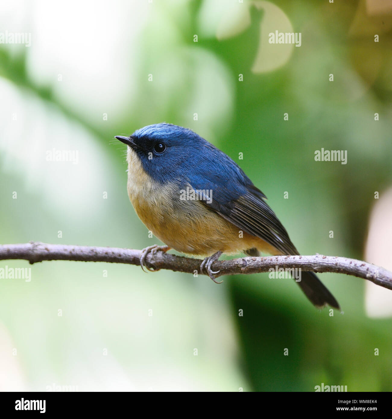 Small blue bird, male Slaty-blue Flycatcher (Ficedula tricolor ...