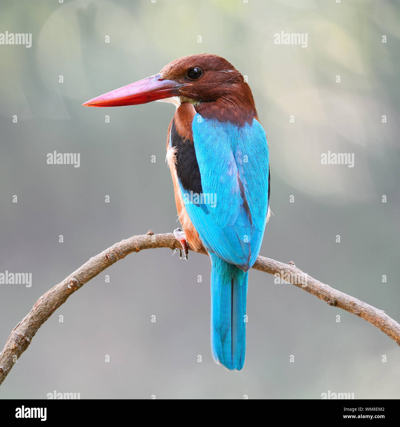 Beautiful Kingfisher blue bird, White-throated Kingfisher (Halcyon ...