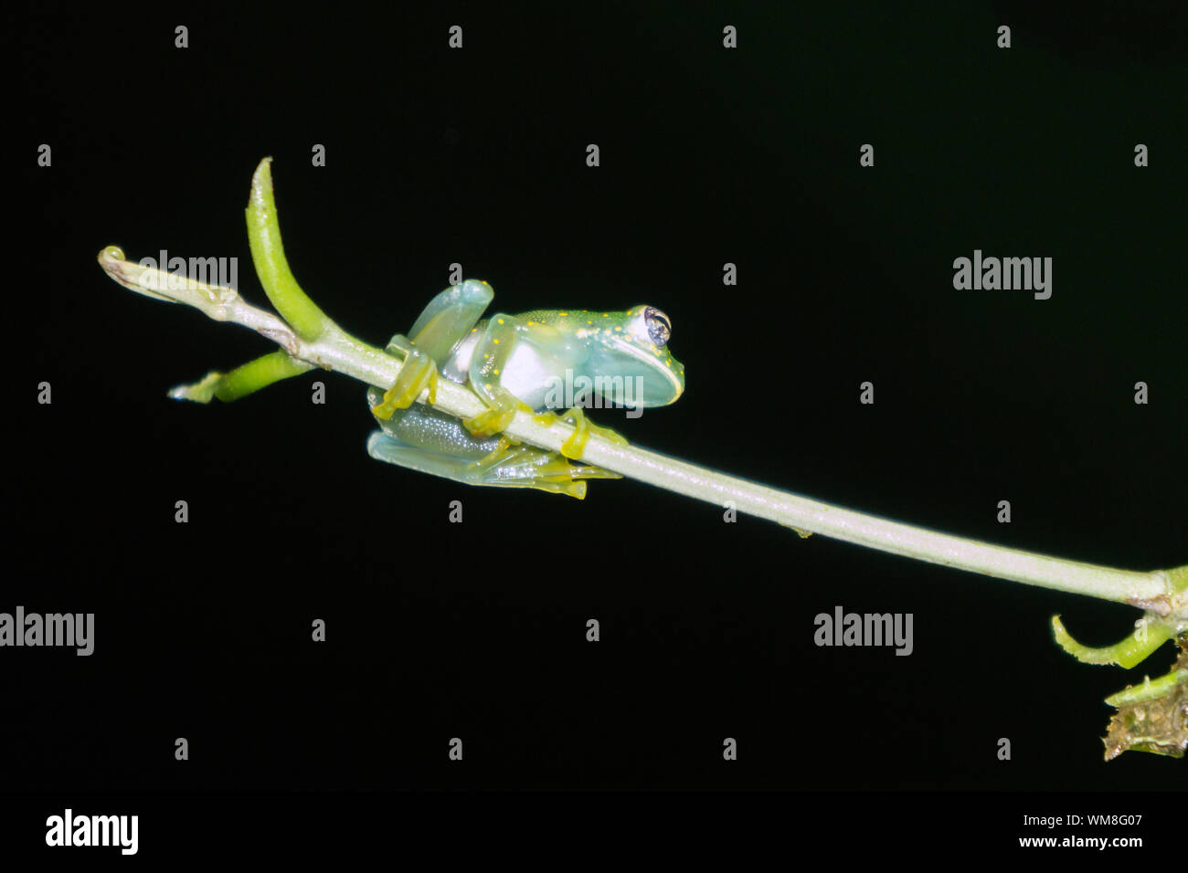 Glass Frog - Underbelly is partially transparent Stock Photo - Alamy