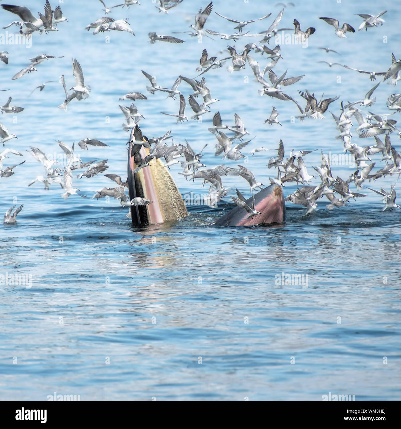 Whale birds hi-res stock photography and images - Alamy
