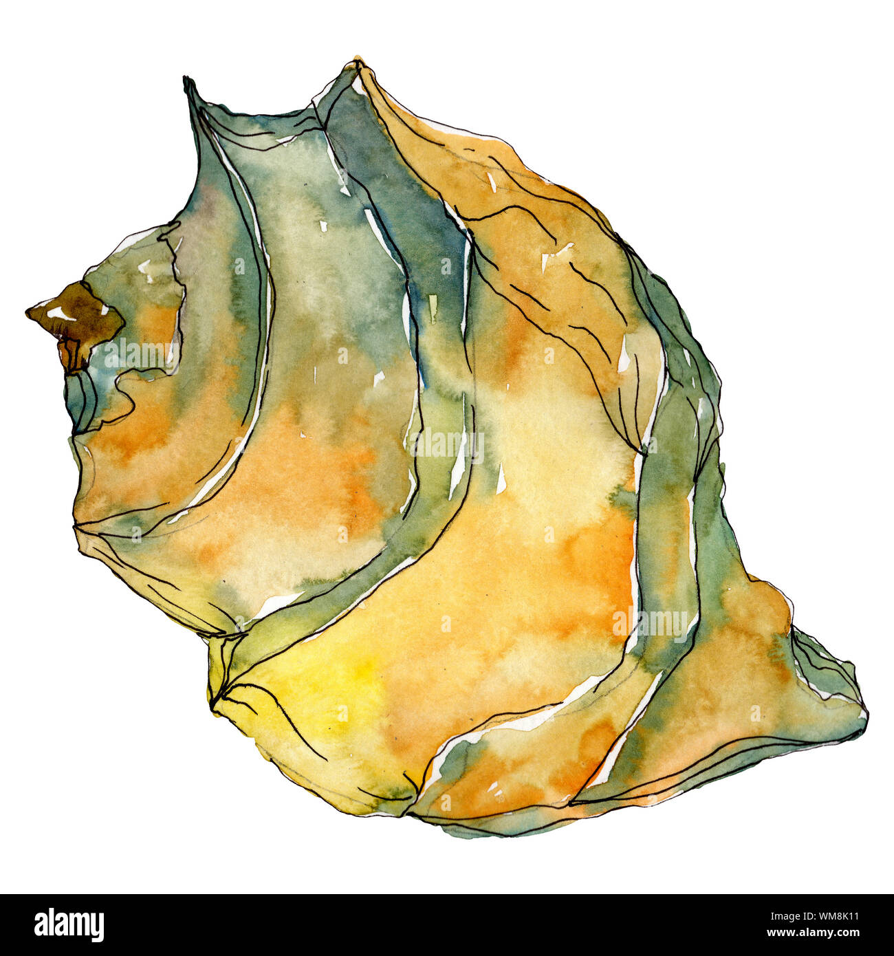 Summer beach seashell tropical elements. Watercolor background ...