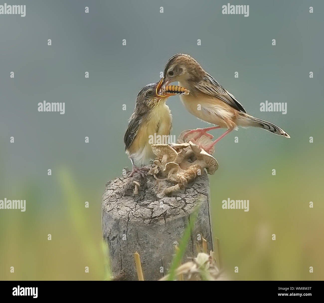 Two birds and insect hi-res stock photography and images - Alamy